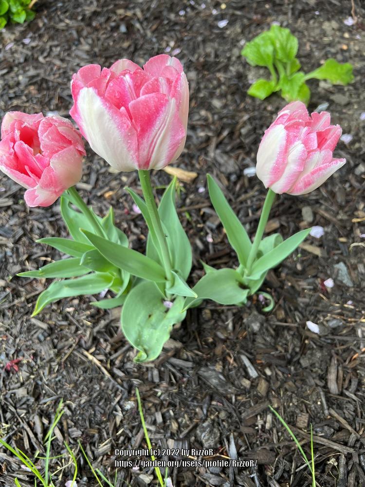 Photo of the entire plant of Double Late Tulip (Tulipa 'Angelique ...