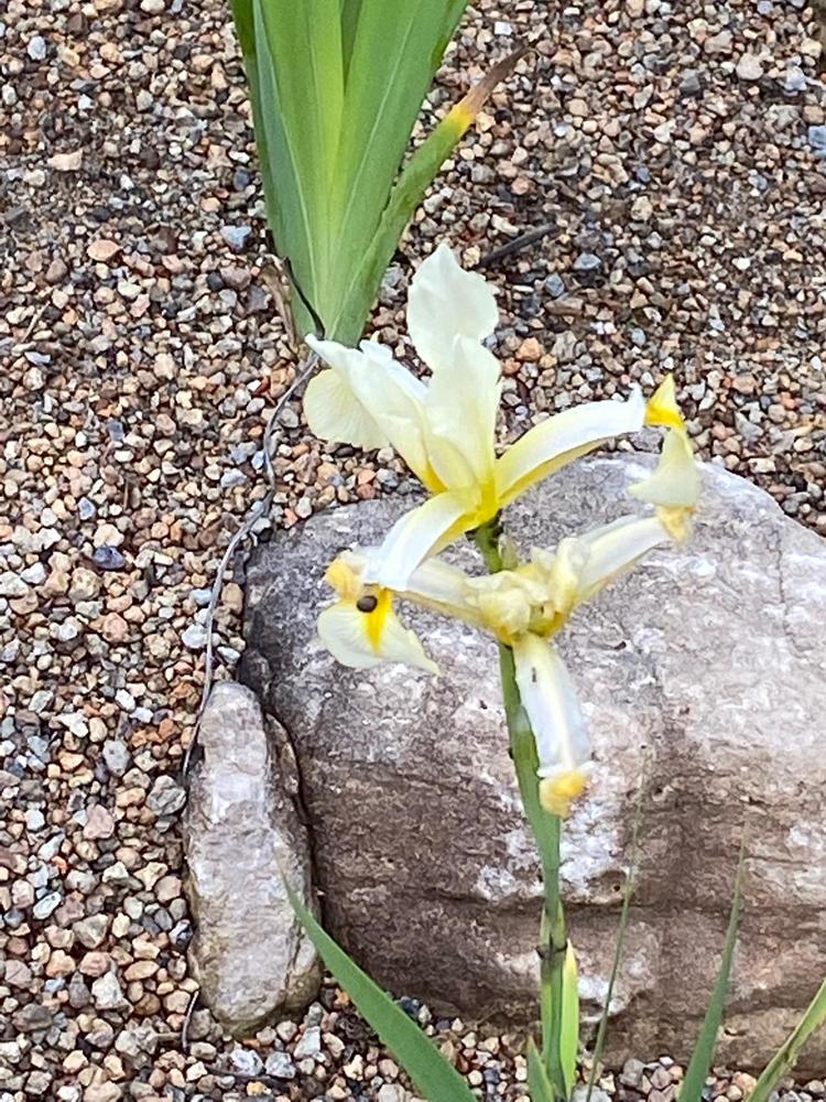 Species Iris (Iris crocea) in the Irises Database - Garden.org