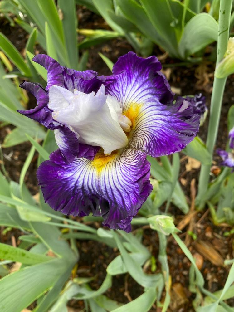Tall Bearded Iris (Iris 'Crossed the Line') in the Irises Database ...