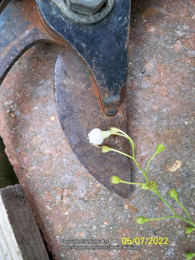 Photo of the bloom of Farkleberry (Vaccinium arboreum) posted by ...