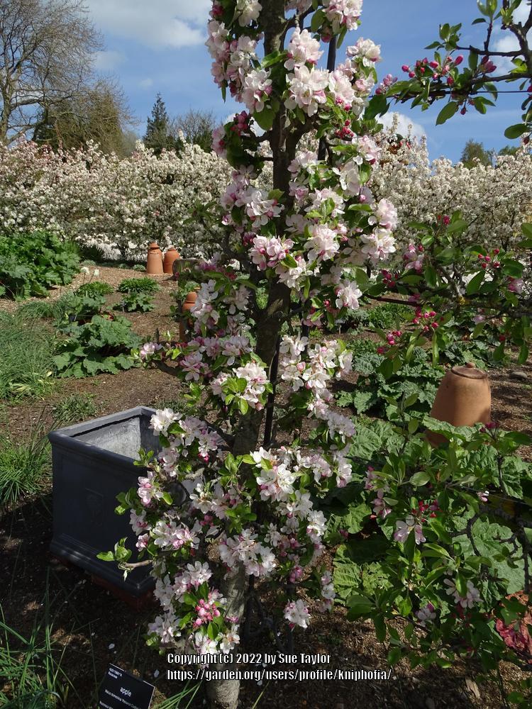Photo of the bloom of Apple (Malus domestica 'Keswick Codlin') posted ...