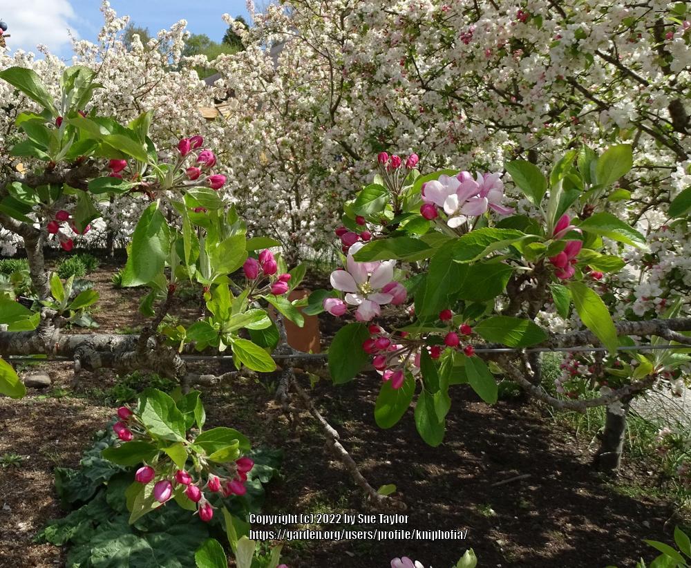 Photo of the bloom of Apple (Malus domestica 'Red Falstaff') posted by ...