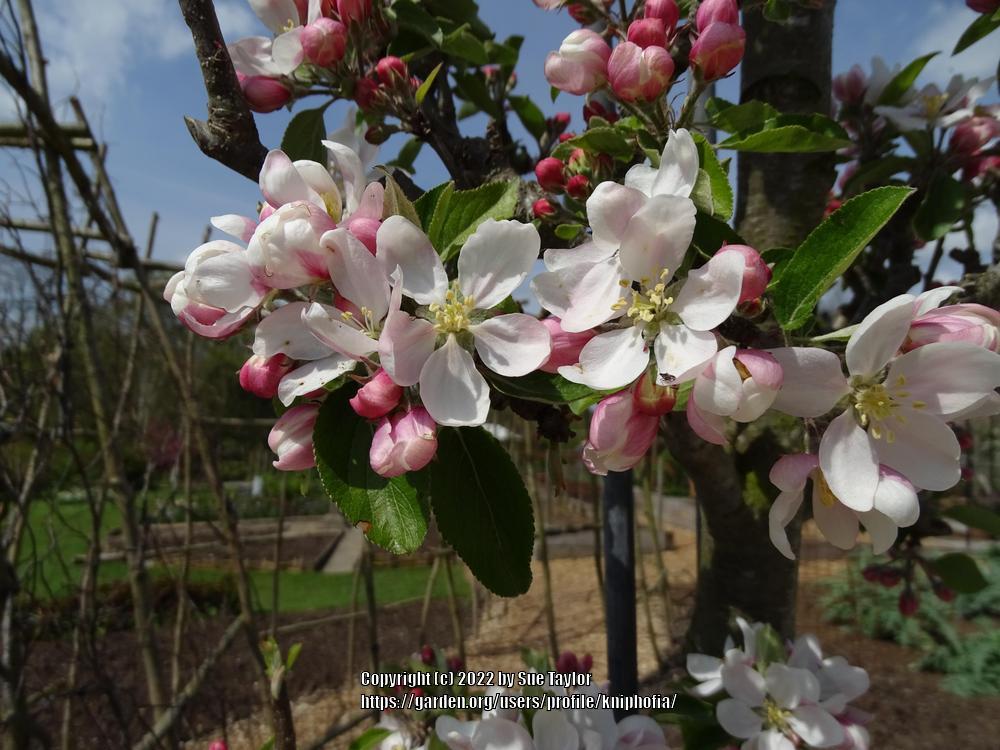 Photo of the bloom of Apple (Malus domestica 'Katy') posted by ...