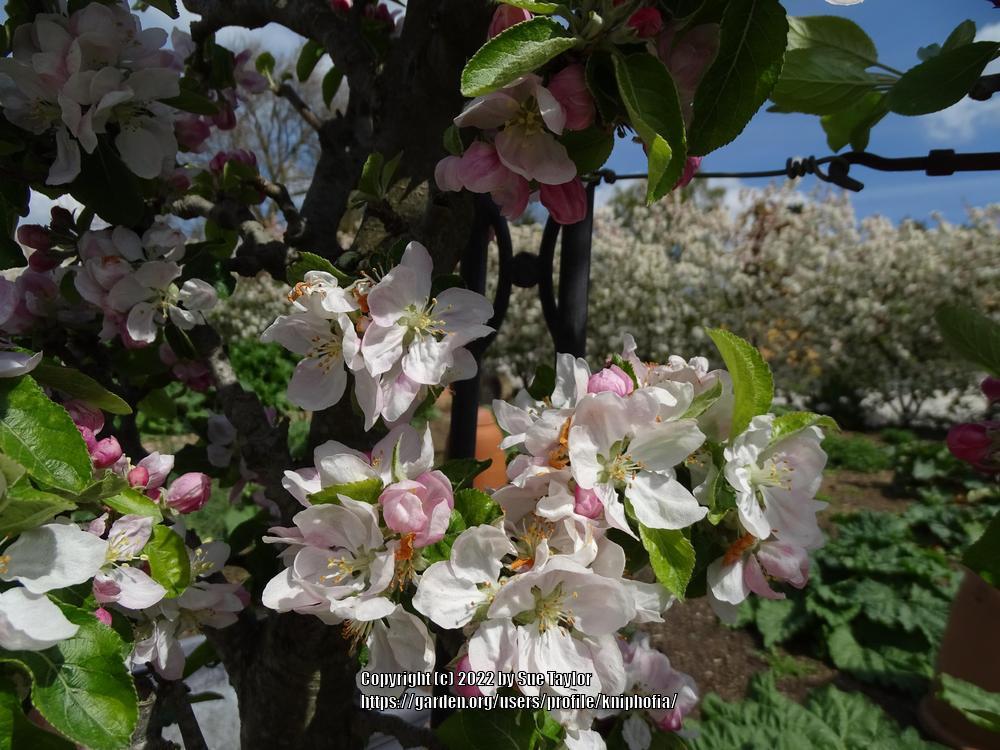 Apple (Malus domestica 'Keswick Codlin') in the Apples Database ...
