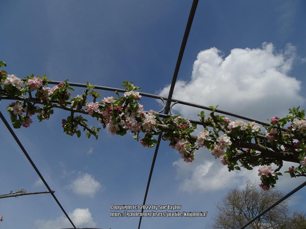Photo of the bloom of Apple (Malus domestica 'Keswick Codlin') posted ...