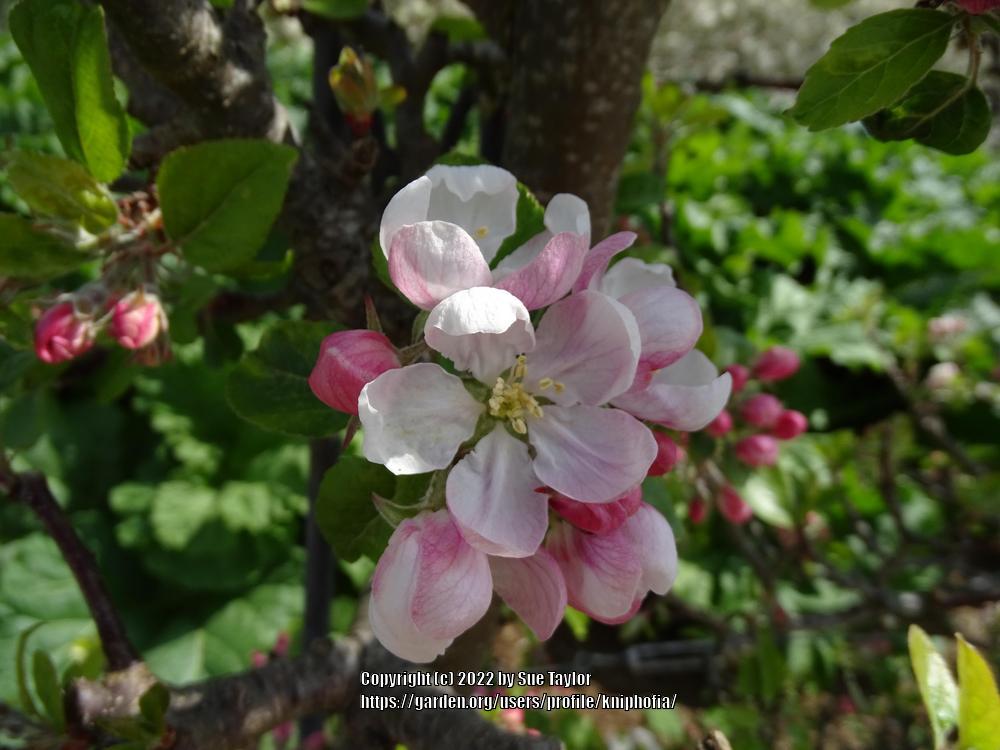 Photo of the bloom of Apple (Malus domestica 'Red Devil') posted by ...