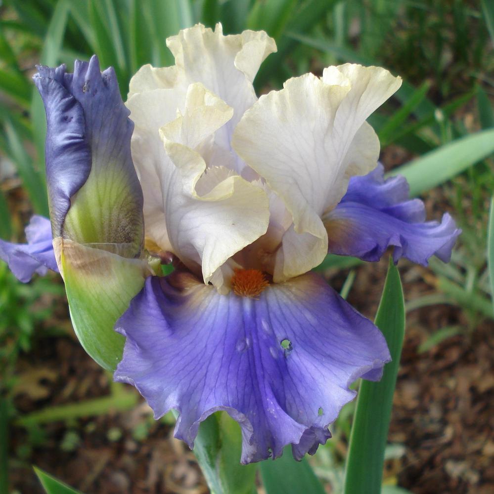 Photo of the bloom of Tall Bearded Iris (Iris 'All Ashore') posted by ...