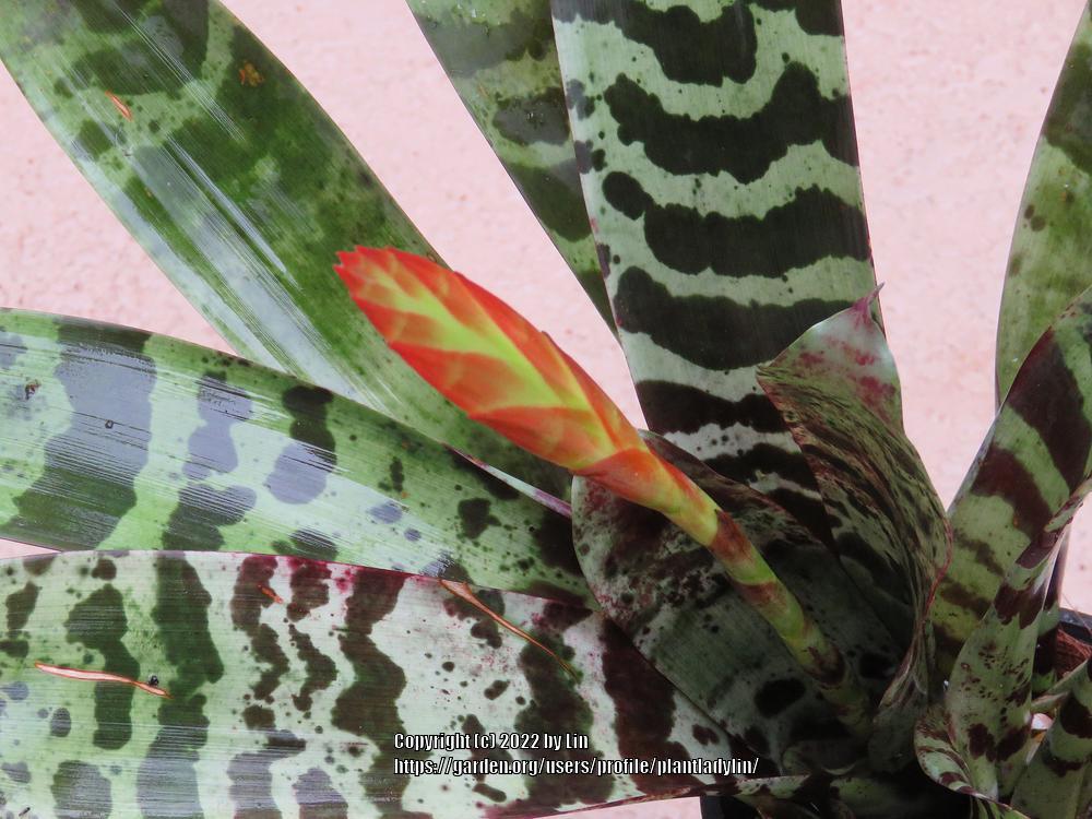 Photo of the bract of Flaming Sword Bromeliad (Lutheria splendens ...