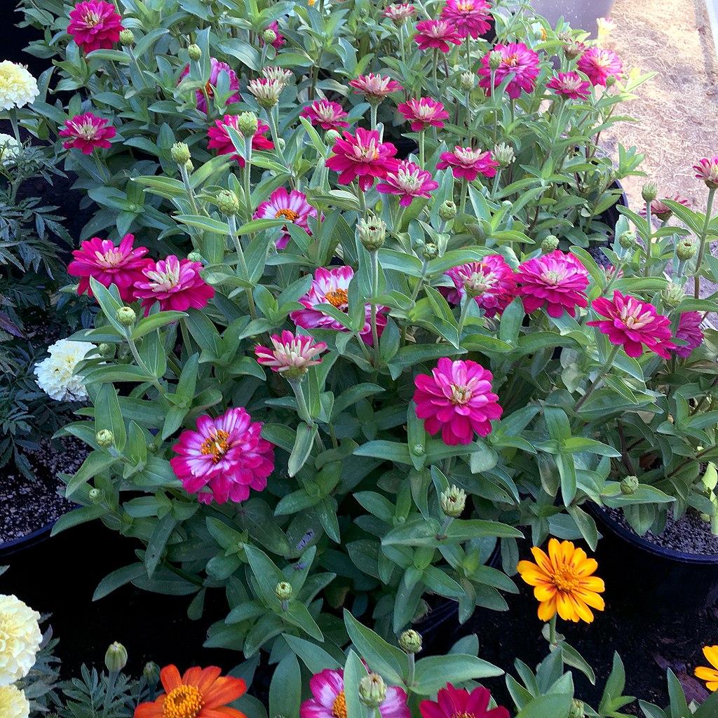Zinnia Zahara™ Double Cherry - Garden.org