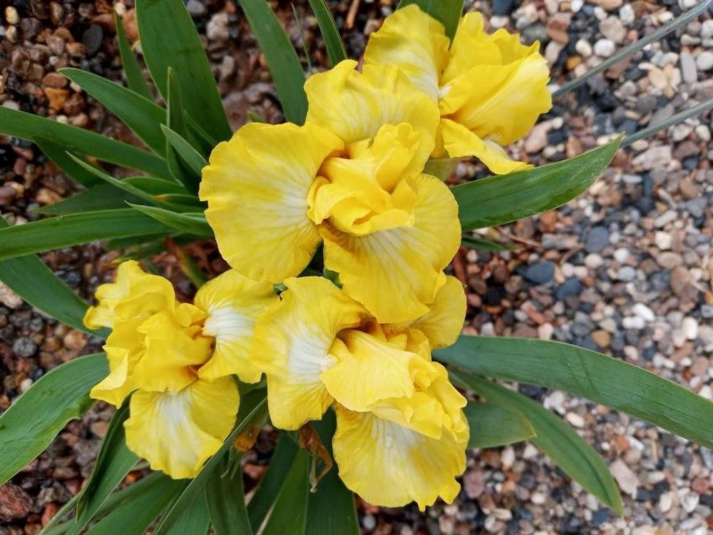 Photo of the bloom of Standard Dwarf Bearded Iris (Iris 'Lemon Pop Drop') posted by scary1785 ...