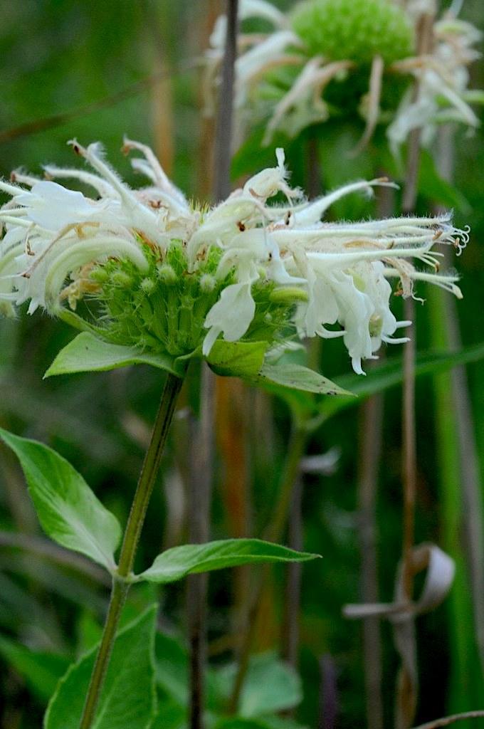 Yellow-Flowered Beebalm (Monarda luteola) in the Bee Balms Database ...
