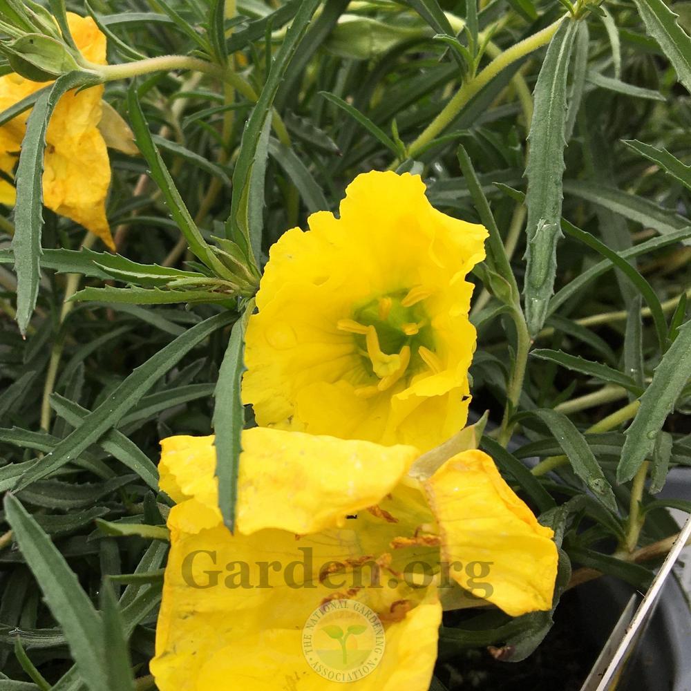 Photo of the bloom of Texas Primrose (Oenothera Ladybird® Sunglow ...