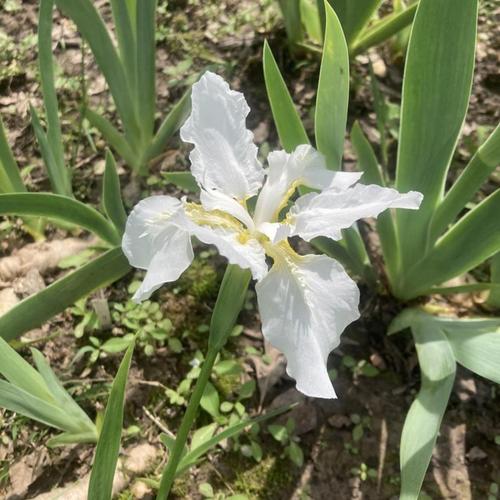 Species Iris (Iris tectorum 'Alba') in the Irises Database - Garden.org