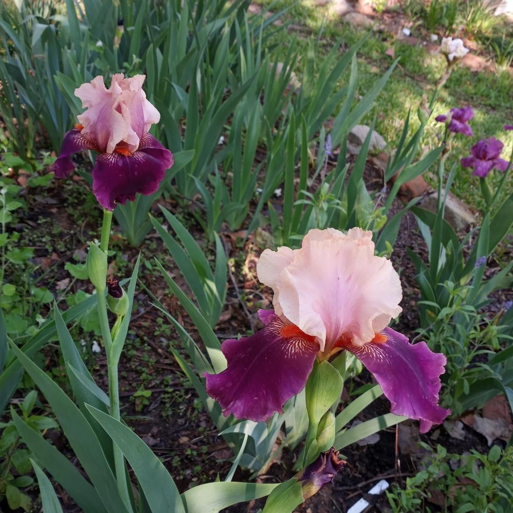 Photo of the entire plant of Tall Bearded Iris (Iris 'Color Splash ...