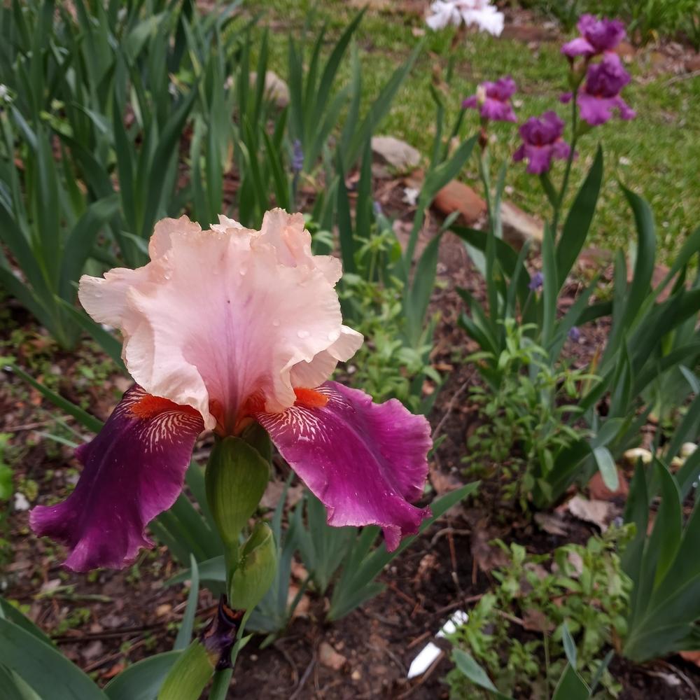 Photo of the bloom of Tall Bearded Iris (Iris 'Color Splash') posted by ...