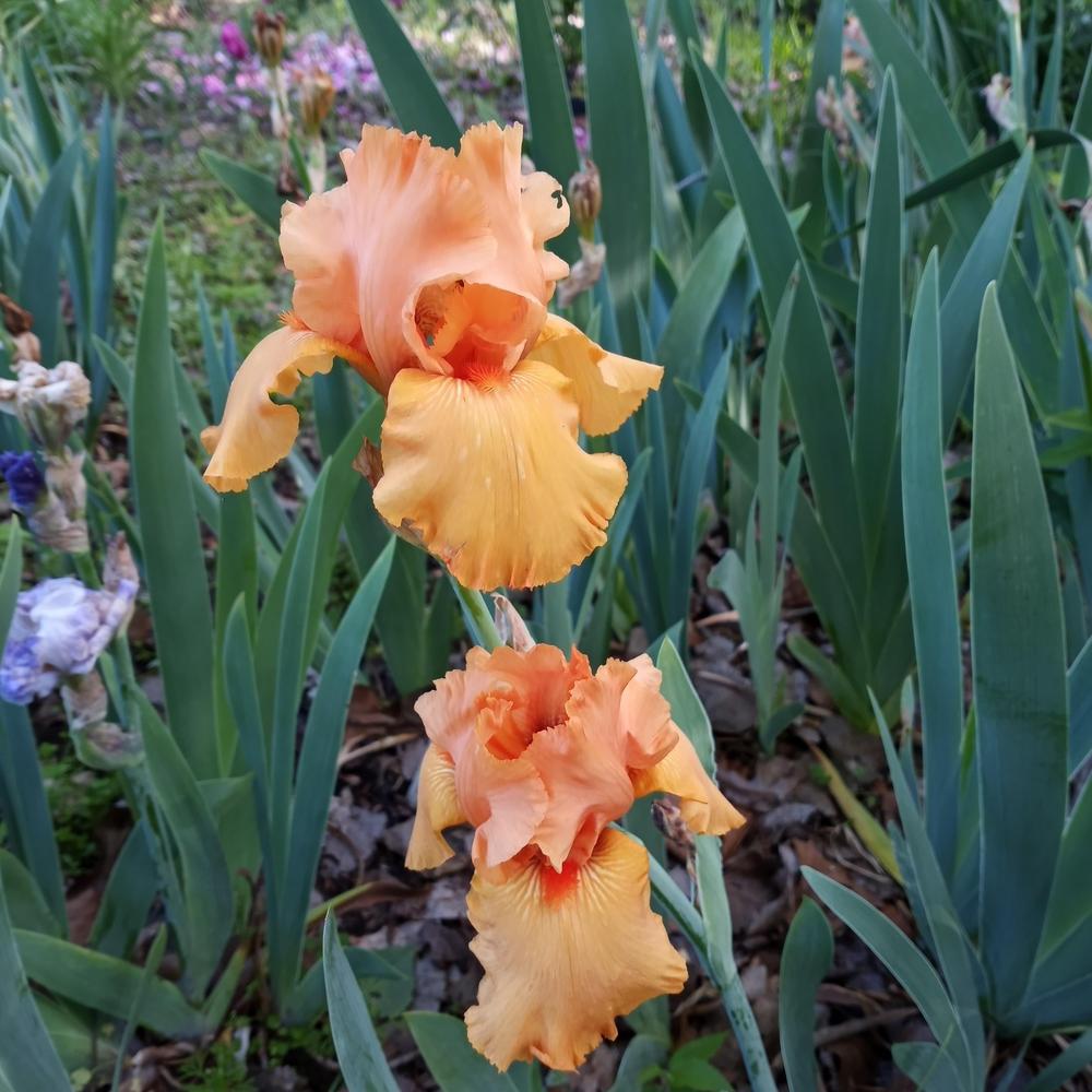 Photo of the bloom of Tall Bearded Iris (Iris 'Good Show') posted by ...