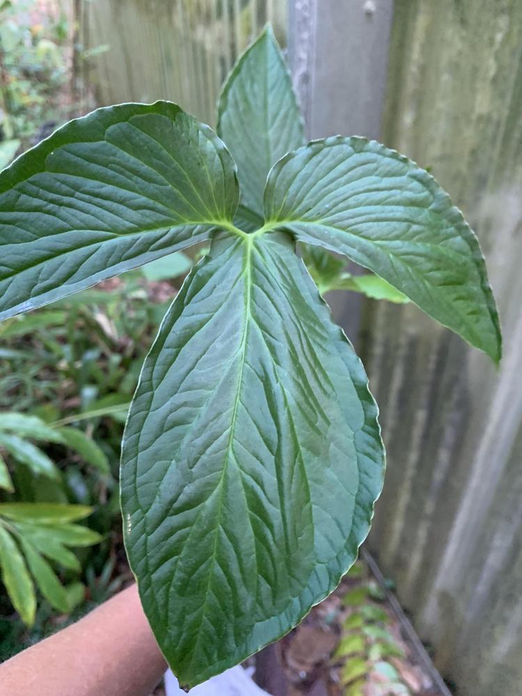 Photo of the leaves of Chlorospatha corrugata posted by Gina1960 ...