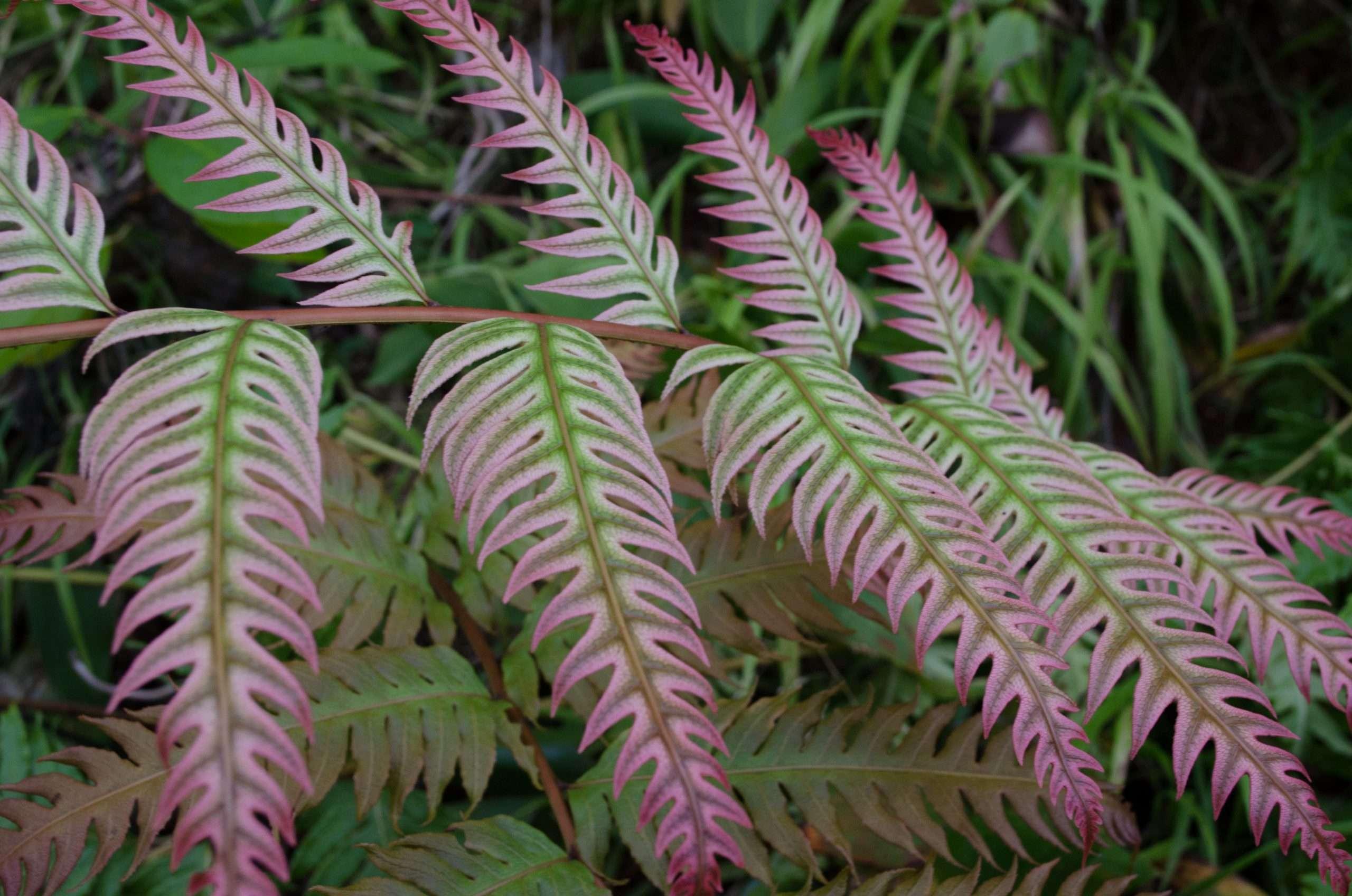 Photo of the leaves of Jewelled Chain Fern (Woodwardia unigemmata ...