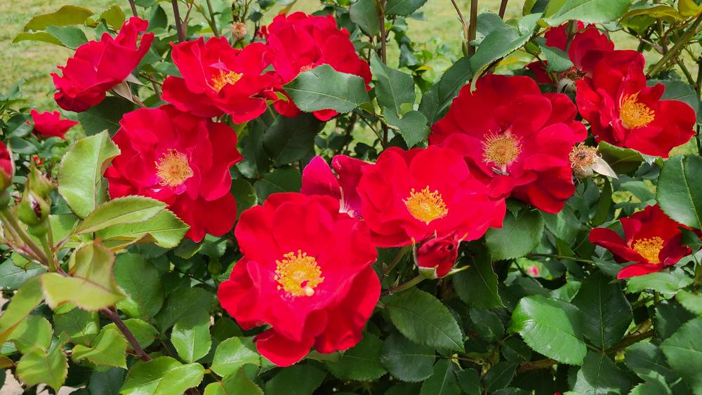 Photo of the bloom of Rose (Rosa 'Top Gun') posted by LoriMT - Garden.org