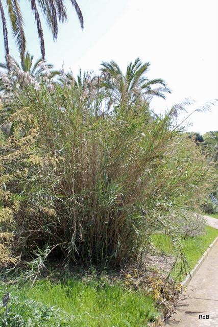 Arundo micrantha - Garden.org