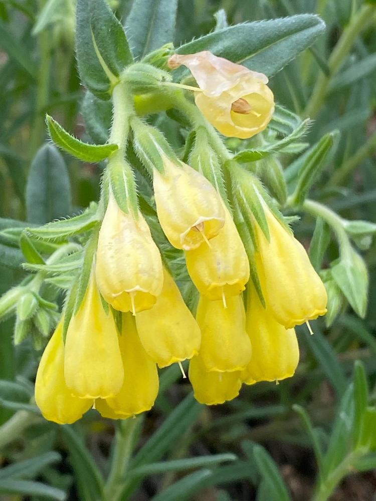 Photo of the bloom of Onosma helvetica posted by SL_gardener - Garden.org
