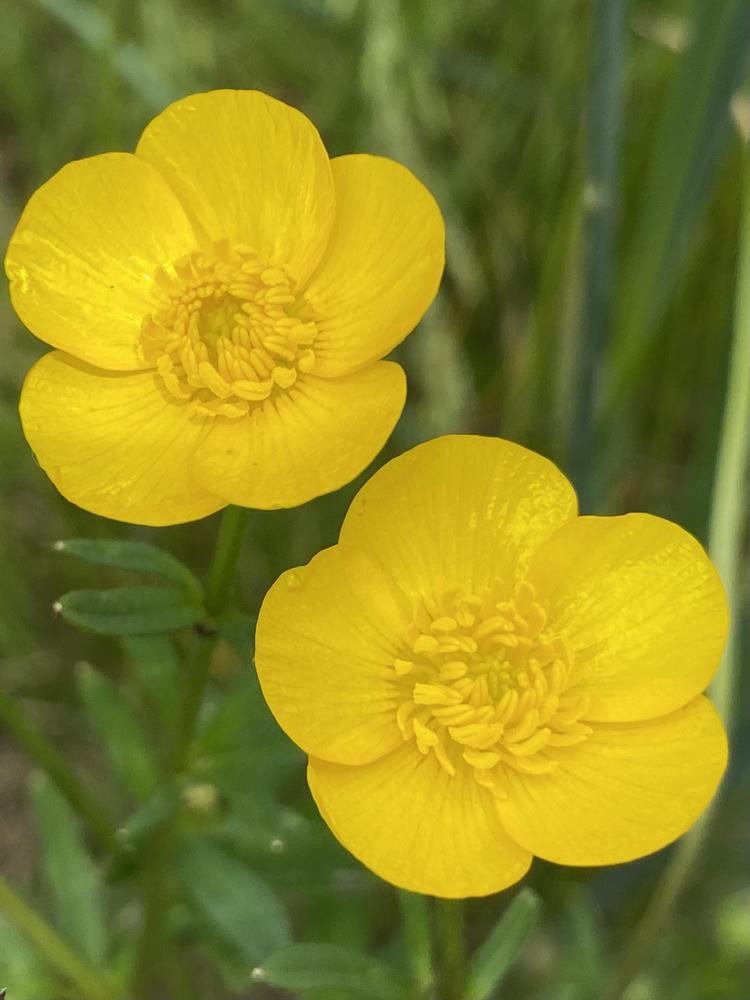 Photo of the bloom of Buttercup (Ranunculus japonicus) posted by csandt ...