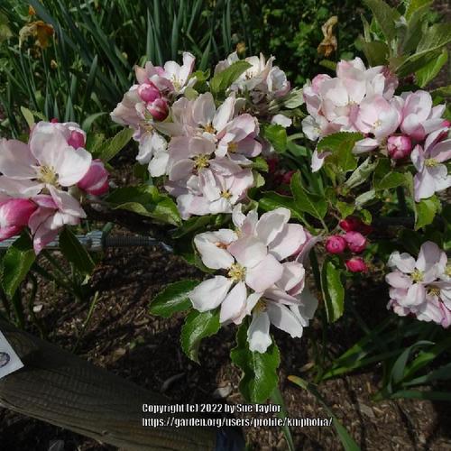 Apple (Malus domestica 'Sunset') in the Apples Database - Garden.org