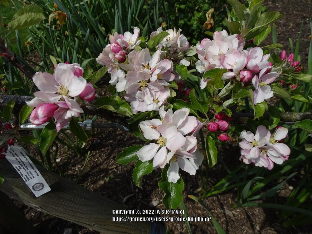 Apple (Malus domestica 'Sunset') in the Apples Database - Garden.org