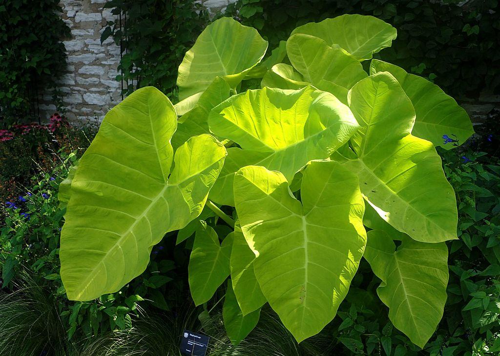 Photo of the entire plant of Arrow Leaf Elephant's Ear (Xanthosoma ...