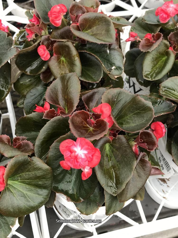 Photo of the entire plant of Wax Begonia (Begonia semperflorens Double ...