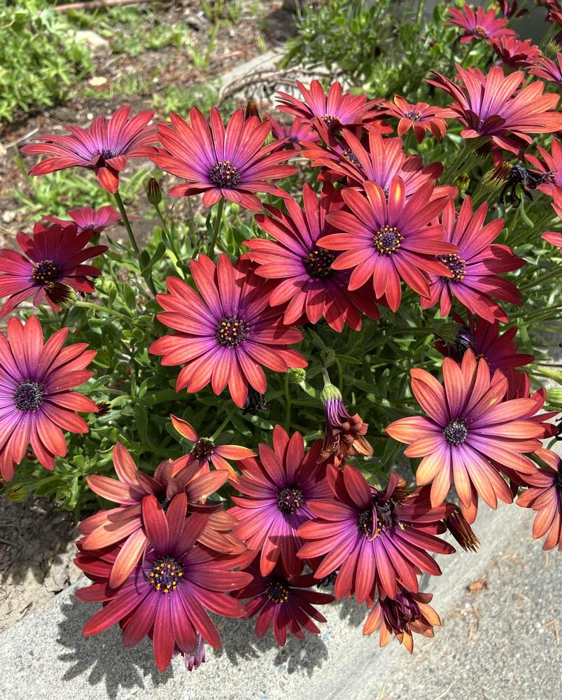 African Daisy (Dimorphotheca ecklonis Ostica™ Magma) - Garden.org