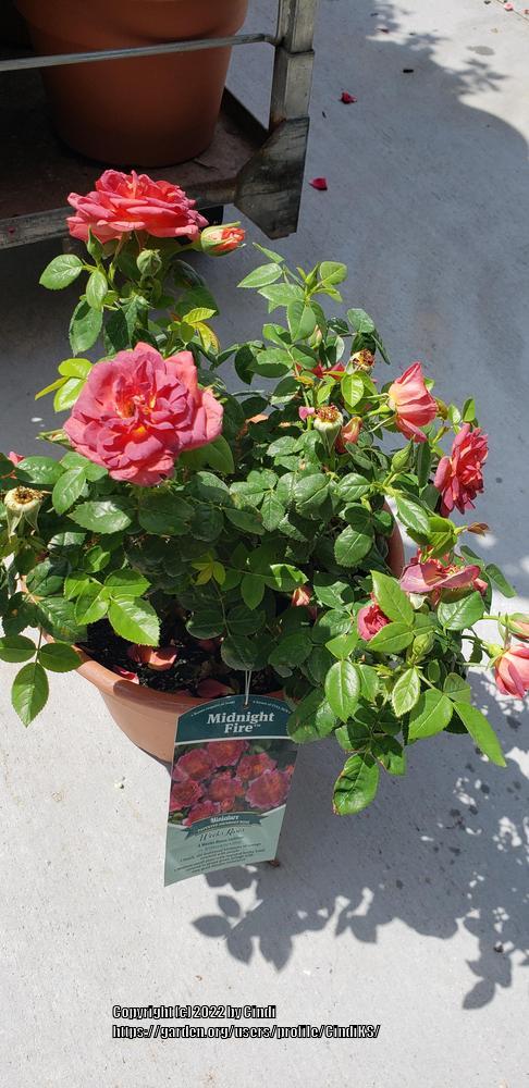 Rose (Rosa 'Midnight Fire') in the Roses Database - Garden.org