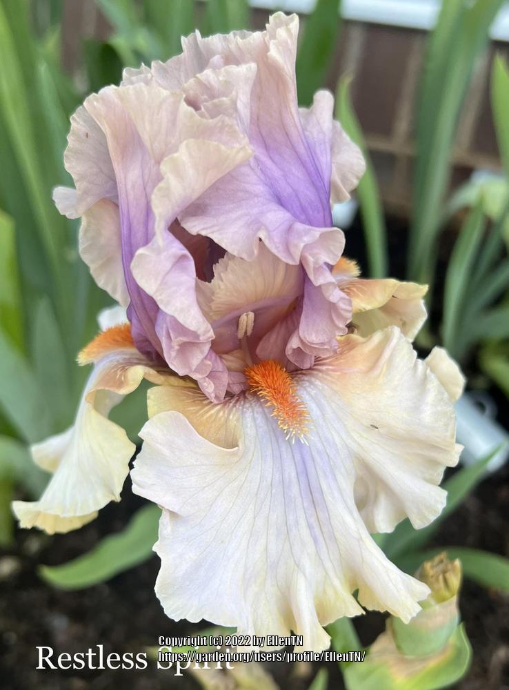 Photo of the bloom of Tall Bearded Iris (Iris 'Restless Spirit') posted ...