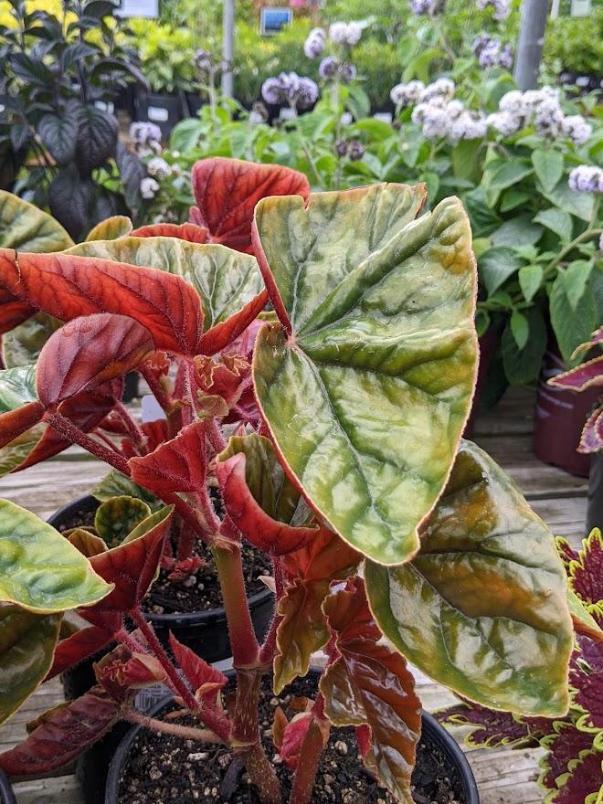 Shrub Begonia (Begonia 'Thurstonii') in the Begonias Database - Garden.org