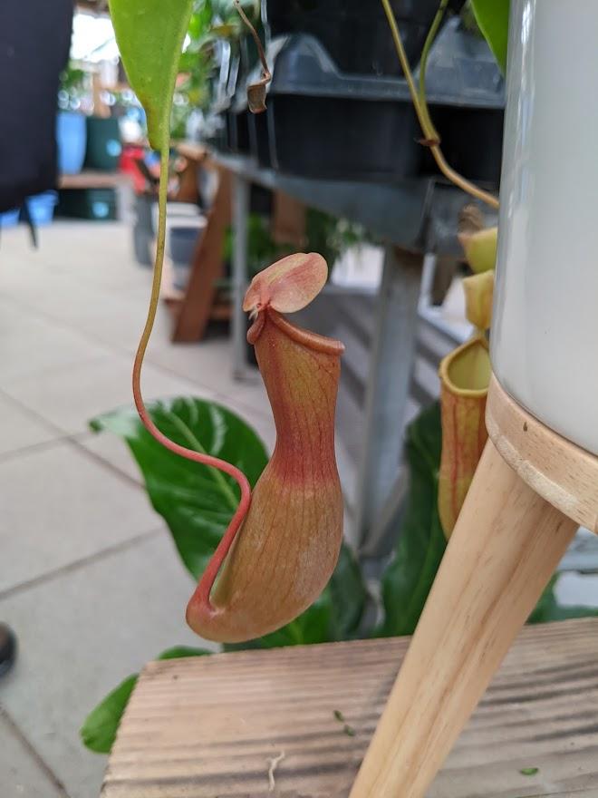 Photo of the bloom of Winged Pitcher Plant (Nepenthes alata) posted by ...