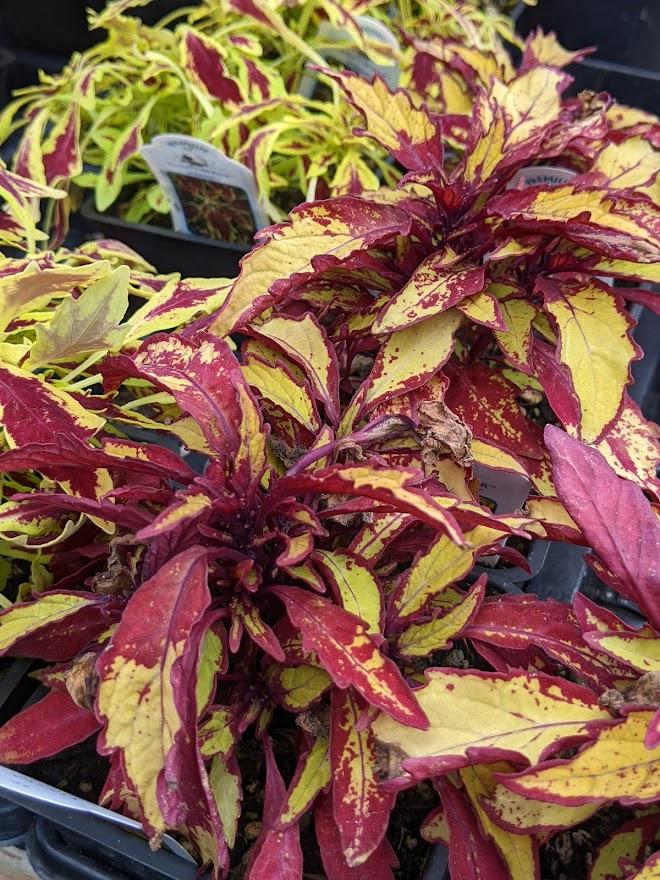 Photo of the leaves of Coleus (Coleus scutellarioides FlameThrower ...