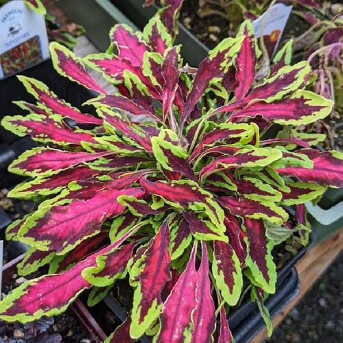 Coleus (Coleus scutellarioides 'Spitfire') in the Coleus Database ...