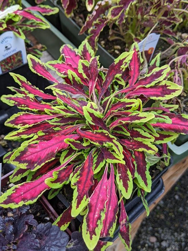 Coleus (Coleus scutellarioides 'Spitfire') in the Coleus Database ...
