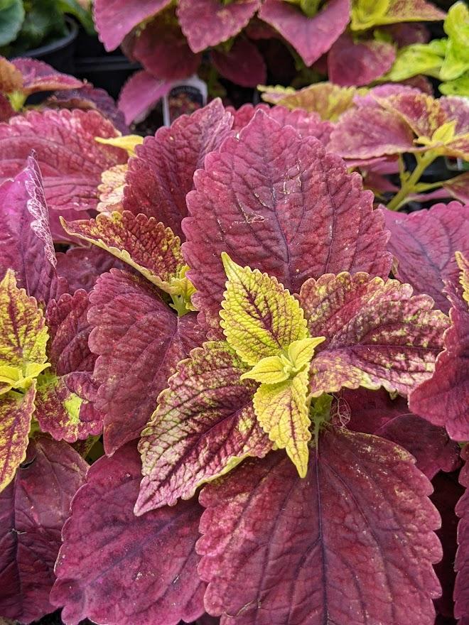 Photo of the leaves of Coleus (Coleus scutellarioides 'Alabama Sunset ...