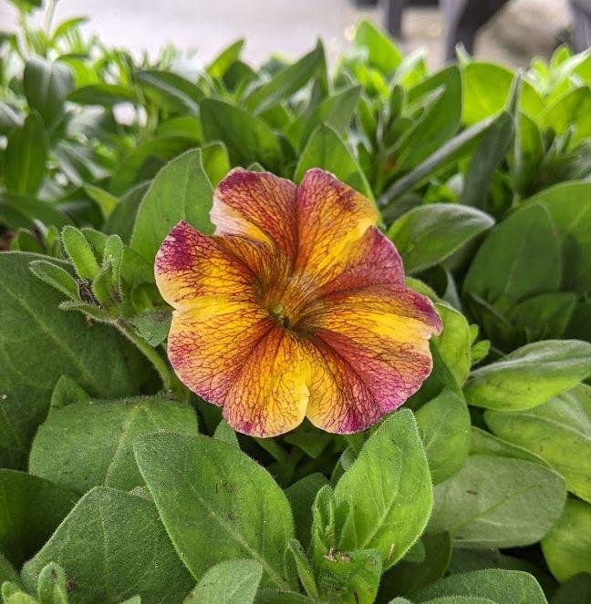 Photo of the bloom of XPetchoa SuperCal® Premium Caramel Yellow posted ...