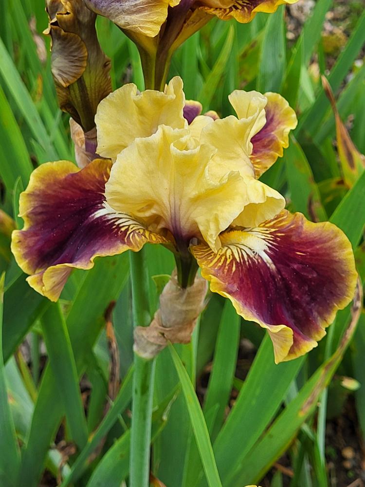 Photo of the bloom of Intermediate Bearded Iris (Iris 'Cream de la ...
