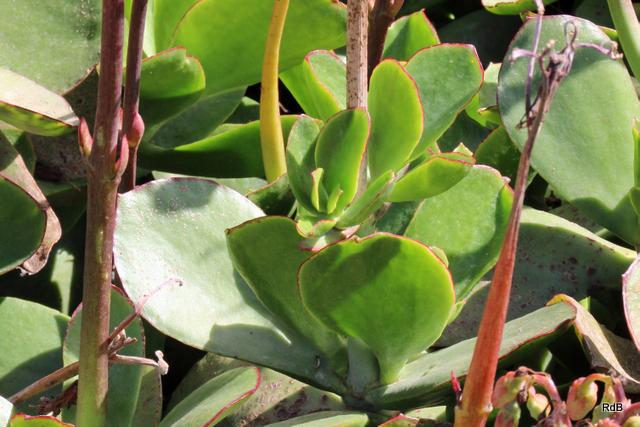 Photo of the leaves of Round-Leafed Navel Wort (Cotyledon orbiculata ...
