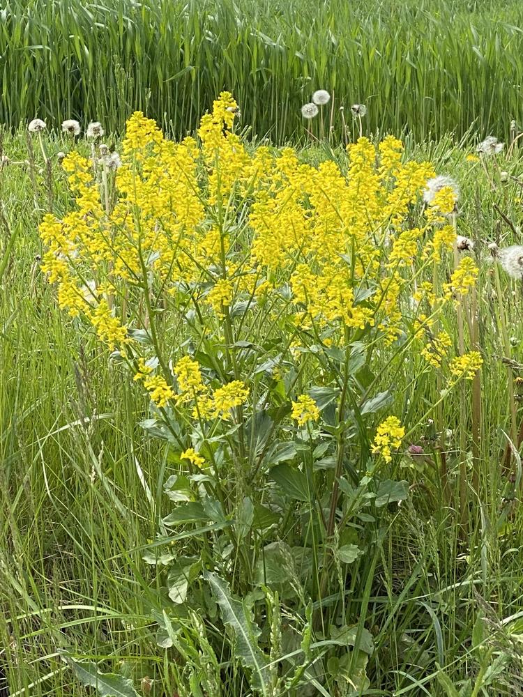 Common Wintercress (Barbarea vulgaris) - Garden.org