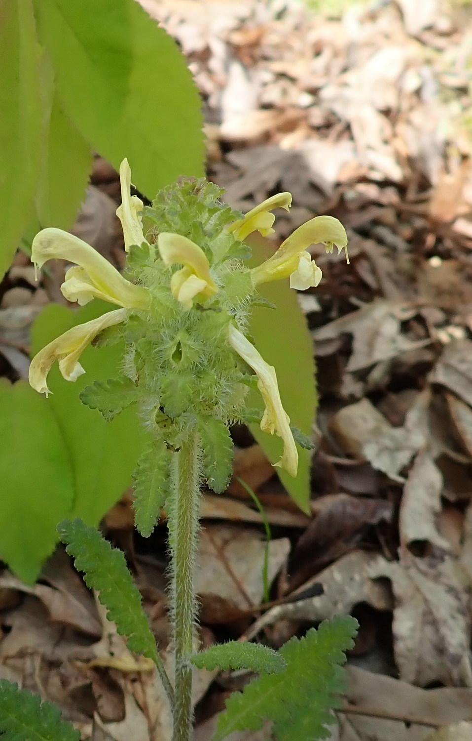 Photo of the bloom of Common Lousewort (Pedicularis canadensis) posted ...