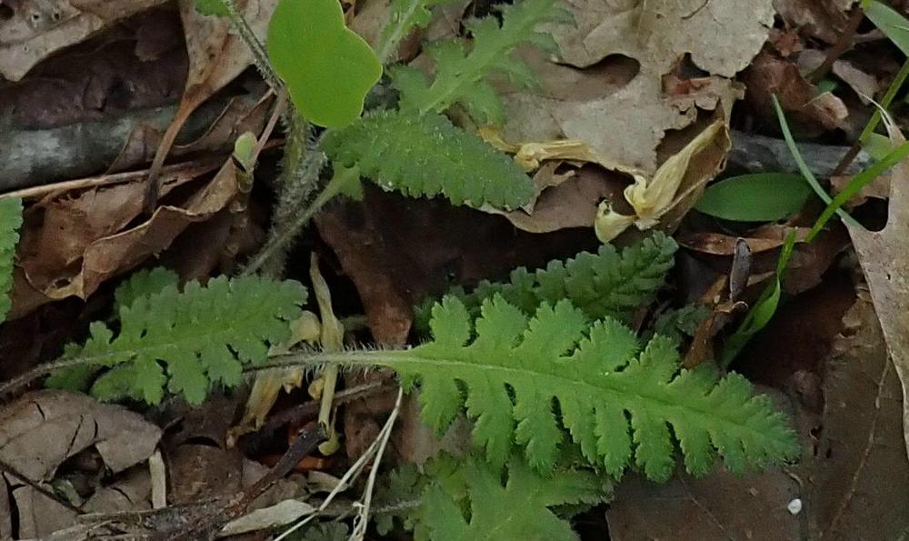 Photo of the leaves of Common Lousewort (Pedicularis canadensis) posted ...