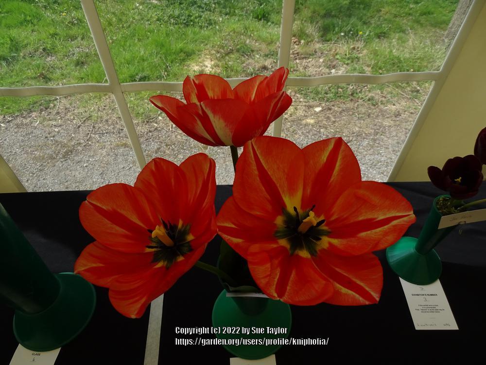 Photo of the bloom of Tulip (Tulipa 'Spryng Break') posted by kniphofia ...