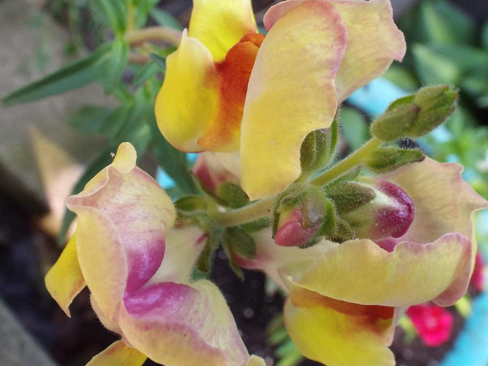 Photo of the bloom of Snapdragon (Antirrhinum majus 'Brighton Rock ...