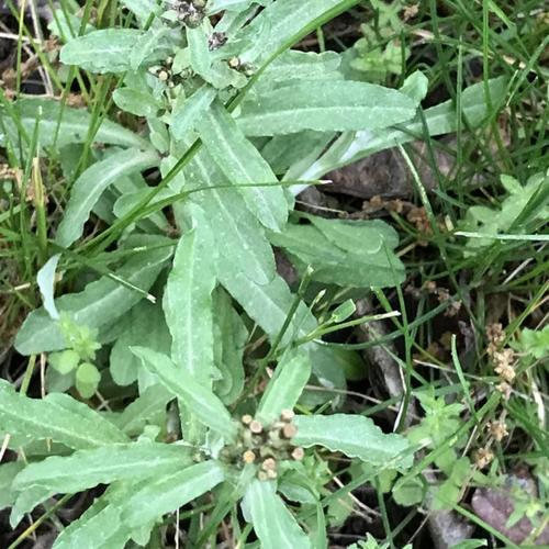 Purple Cudweed (Gamochaeta purpurea) - Garden.org