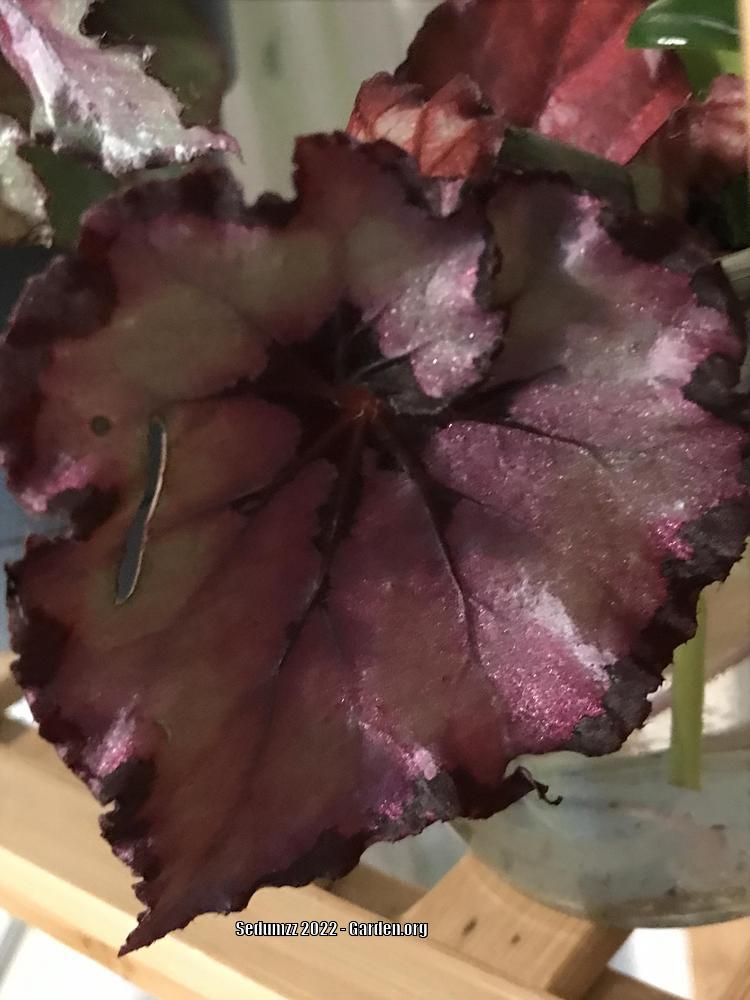 Photo of the leaves of Rex Begonia (Begonia rex 'Red Tango') posted by ...