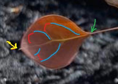 What is this plant? in the Plant ID forum - Garden.org